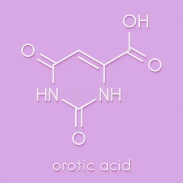 Orotic Acid Molecule. Skeletal Formula. Stock Illustration ...