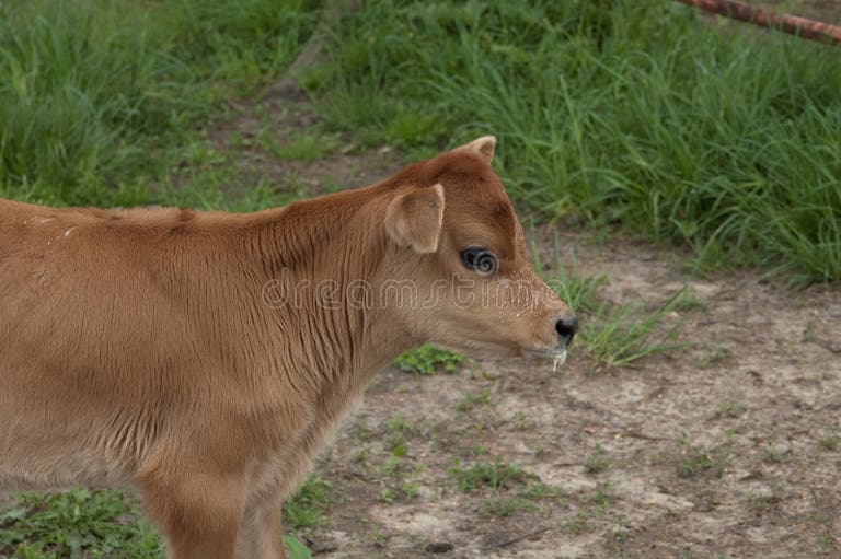 Orphan calf stock image. Image of baby, feeding, orphan - 14788487