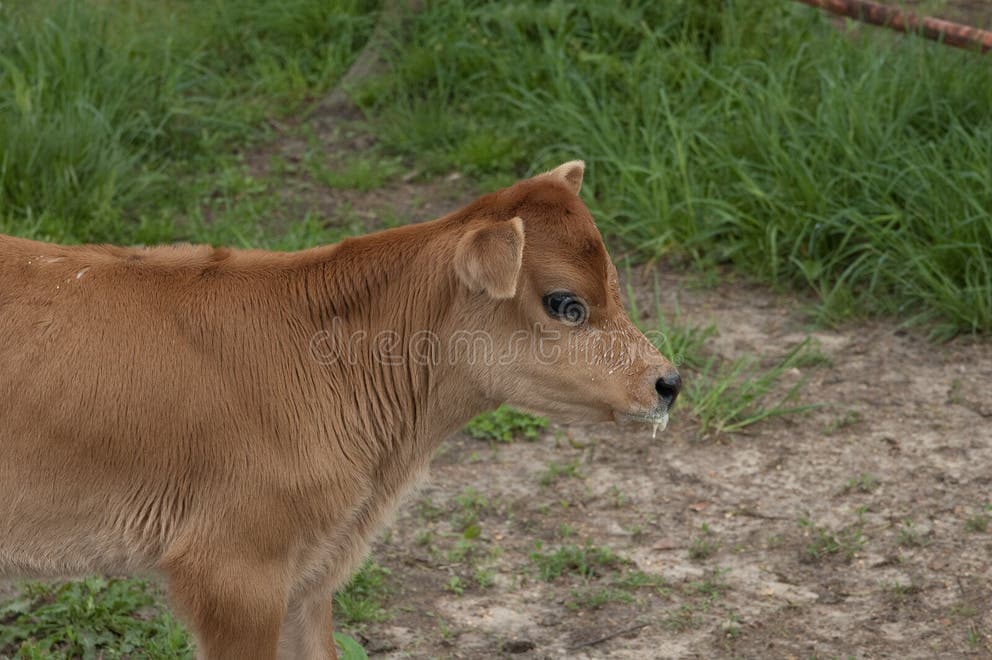Orphan calf stock image. Image of baby, feeding, orphan - 14788487