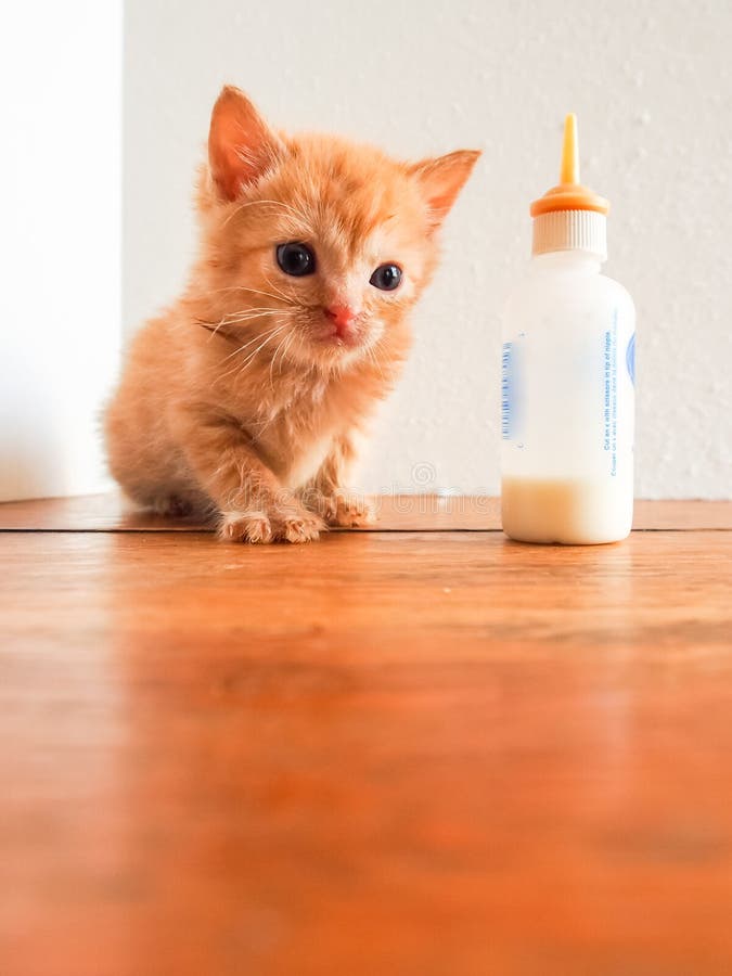 Orphan Orange Tabby Kitten Sitting Next To Bottle of Milk Stock Image ...