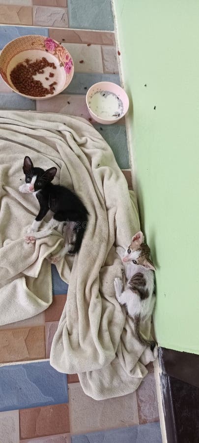 Orphaned cat ???? stock photo. Image of whiskers, carnivore - 279386098