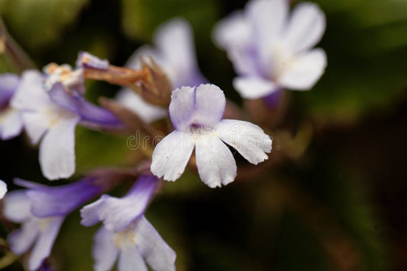 Haberlea Rhodopensis - Wild Flower Stock Photo - Image of haberlea ...