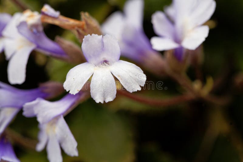 Haberlea Rhodopensis - Wild Flower Stock Image - Image of flower ...