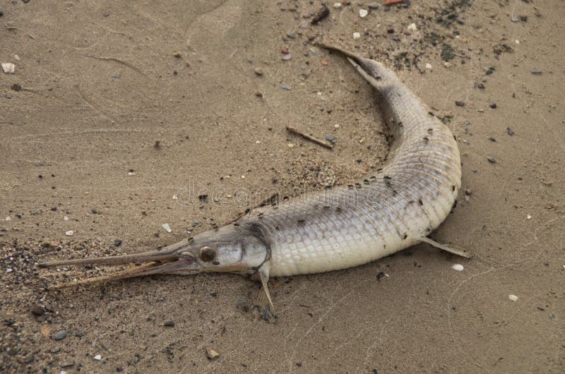 4,467 Photos de Orphie - Photos de stock gratuites et libres de droits ...