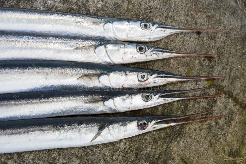 Orphie image stock. Image du loquet, seafood, échoué, poissons - 9031813