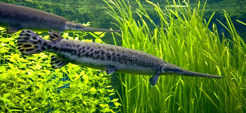 Orphie au nez long 2 image stock. Image du durée, ouïes - 14796749