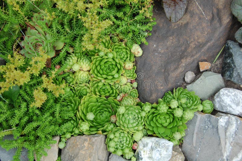 Orpin stock afbeelding. Image of sterren, zomer, sappig - 75052373