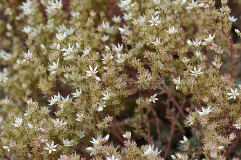 Orpin espagnol photo stock. Image of espagnol, fleur - 141081108