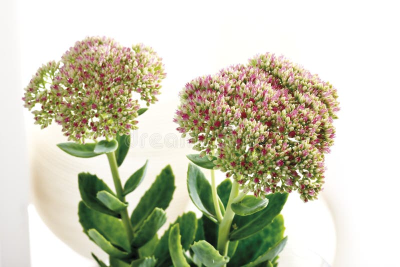 Orpine Flowers (Hylotelephium Telephium) Stock Image - Image of orpine ...