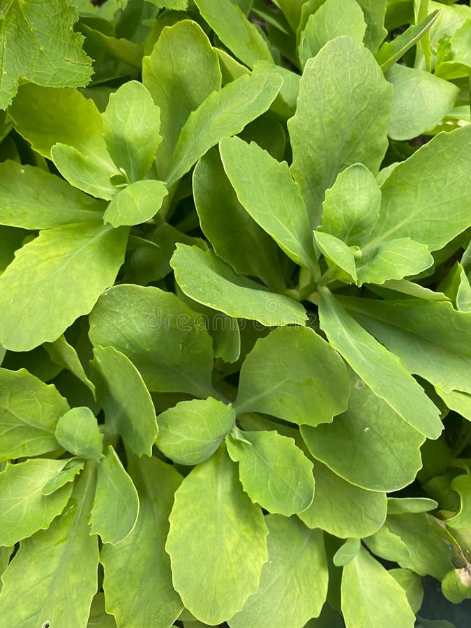 Orpine Green Leaves Close Up View of Stock Image - Image of colours ...