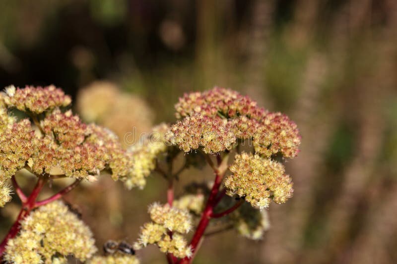 Orpine Plant (Sedum Telephium) Stock Image - Image of live, johnny ...