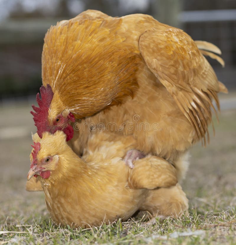 Orpington Rooster Mounted on a Hen Stock Image - Image of beak, farming ...