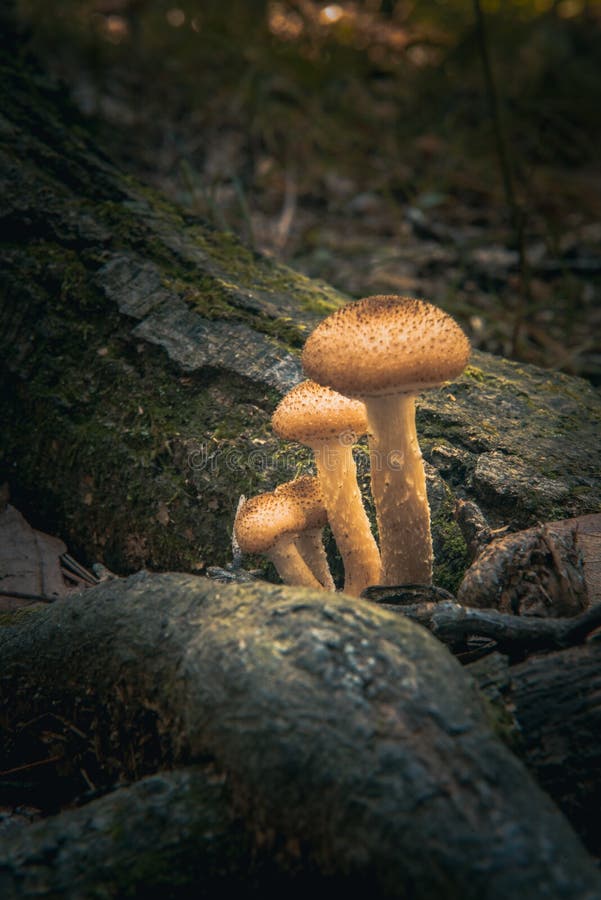 Orqnge Mushrooms Growing between the Roots of a Tree Stock Photo ...
