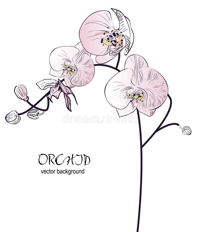 Orquídea del gráfico ilustración del vector. Ilustración de ...