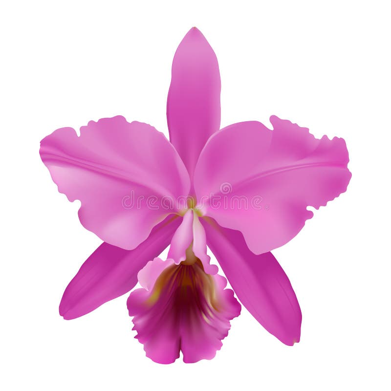 Orquídea ilustración del vector. Ilustración de belleza - 73652679