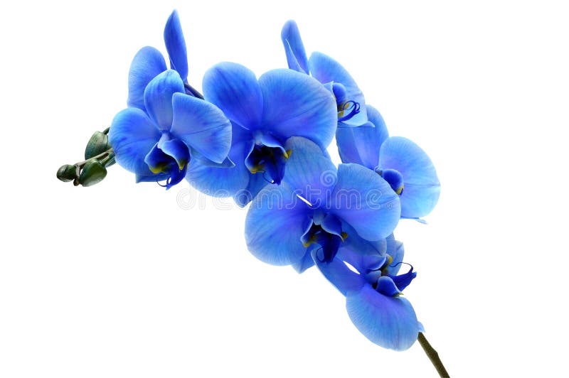 Orquídea Azul Da Flor Isolada No Fundo Branco Foto de Stock - Imagem de ...