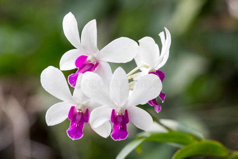 Orquídea salvaje foto de archivo. Imagen de flora, salvaje - 27695978