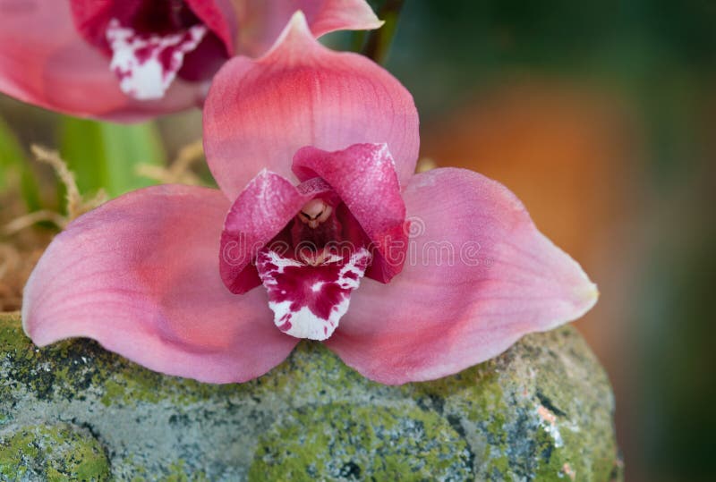 Orquídea: Deppei De Lycaste Imagen de archivo - Imagen de detalle ...