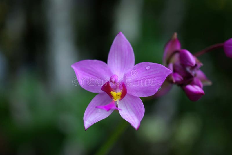 430 Orquídea De Costa Rica Fotos de stock - Fotos libres de regalías de ...