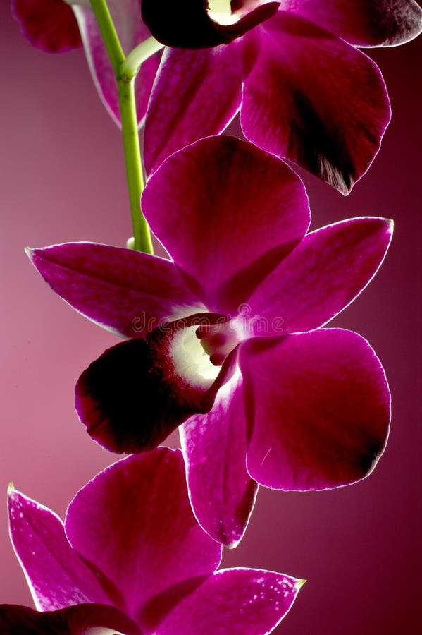 Orquídea roxa foto de stock. Imagem de roxo, bonito, flor - 2804244