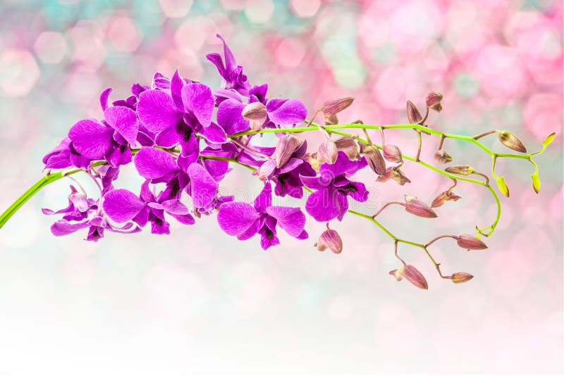 Orquídea roxa foto de stock. Imagem de pétala, azul, haste - 79902758