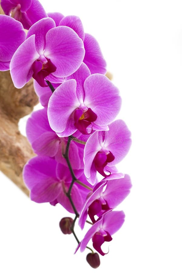 Orquídea Roxa Bonita - Phalaenopsis Imagem de Stock - Imagem de flora ...