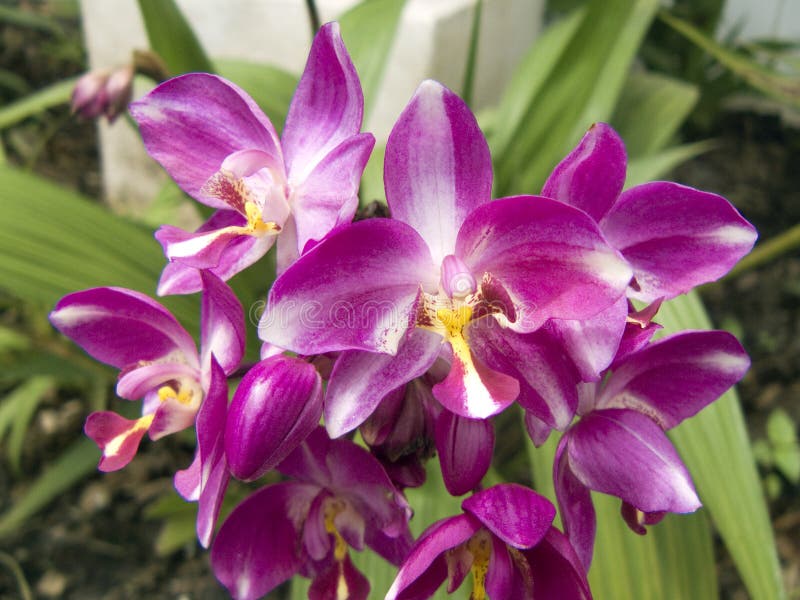 Orquídea Roxa De Spathoglottis Imagem de Stock - Imagem de perfumado ...
