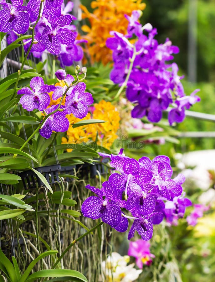 Orquídea roxa de Vanda foto de stock. Imagem de puro - 33591654