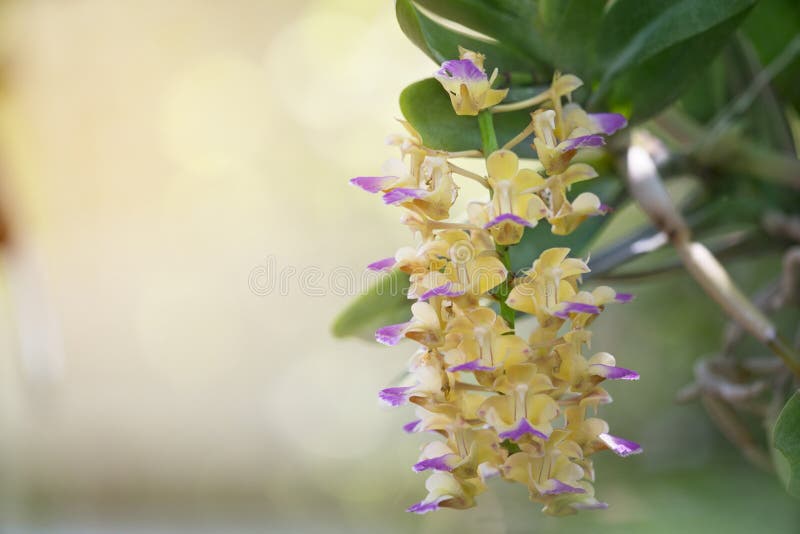 Orquídea salvaje foto de archivo. Imagen de flora, salvaje - 27695978