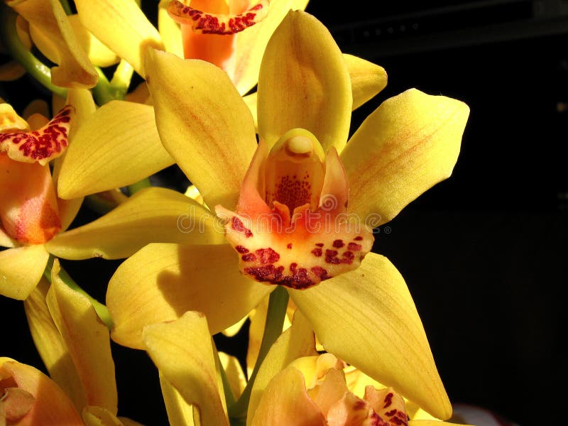 Orquídea salvaje imagen de archivo. Imagen de cierre, resorte - 1298897