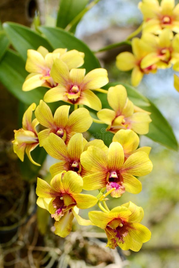 Orquídea salvaje foto de archivo. Imagen de primer, fondo - 42180570