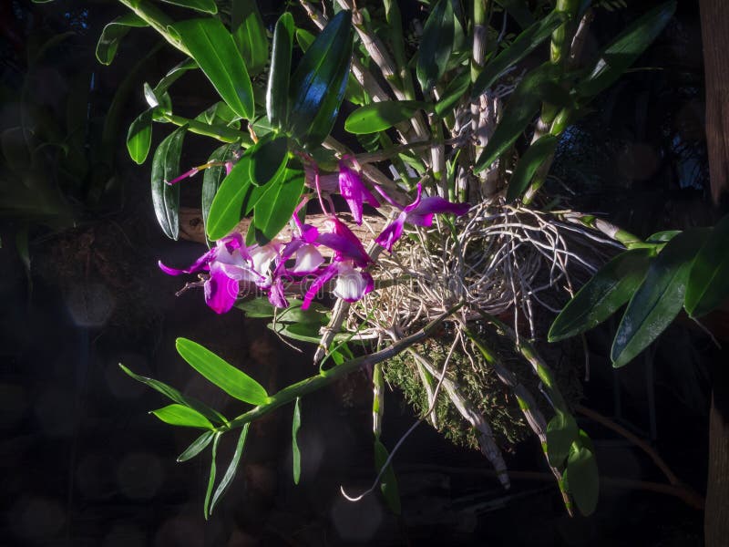La Raíz Aérea De La Orquídea Foto de archivo - Imagen de mojado ...