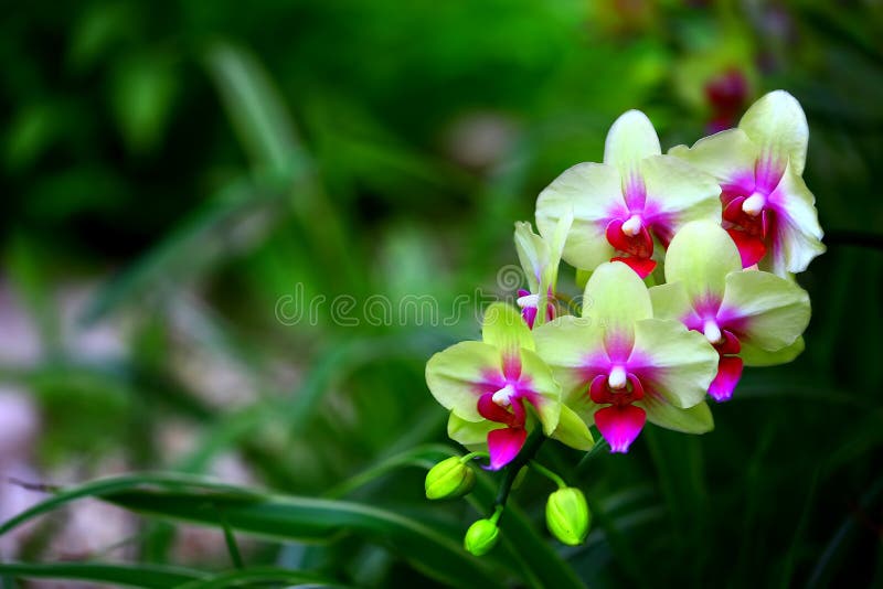 Orquídeas Coloreadas Multi Hermosas Imagen de archivo - Imagen de ...