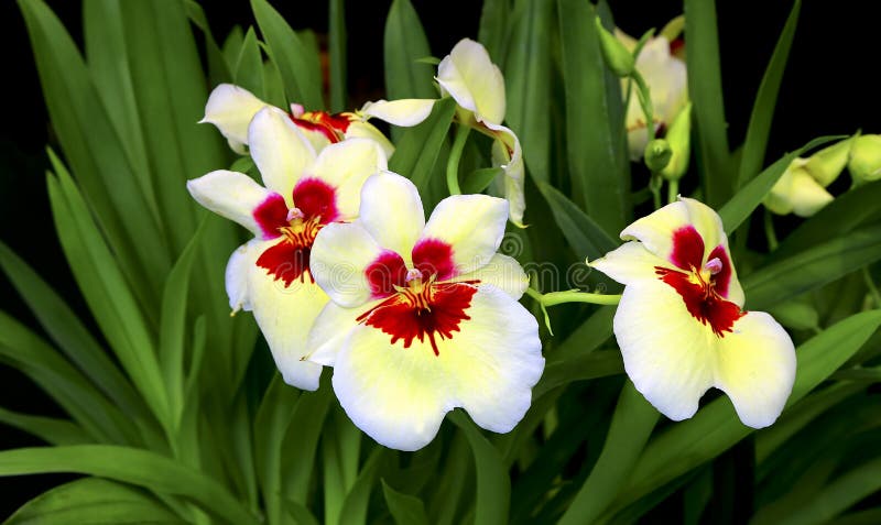 Orquídeas Coloreadas Multi Hermosas Imagen de archivo - Imagen de ...