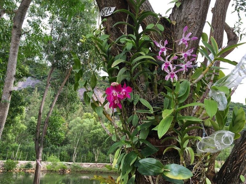 Orquídeas Que Crecen En Un árbol Foto de archivo - Imagen de orquídeas ...