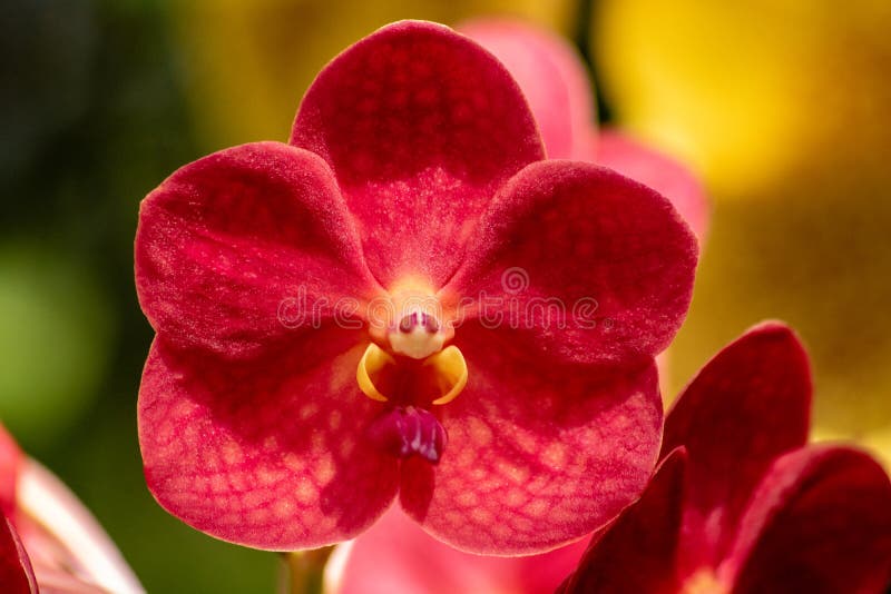 Orquídeas rojas imagen de archivo. Imagen de ornamental - 50994097