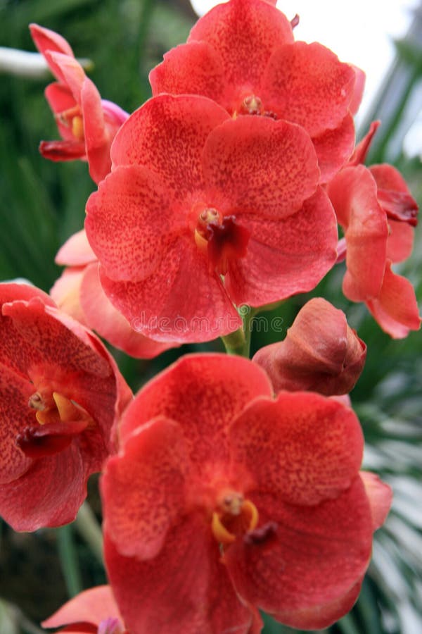 imágenes comunes del Orquídeas Rojas - los derechos de la transferencia ...