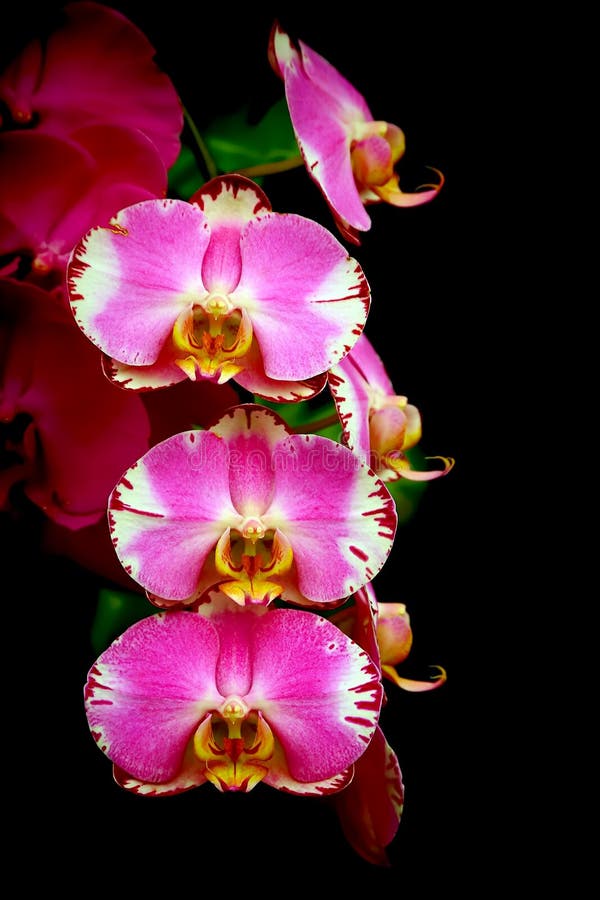 Orquídeas Coloreadas Multi Hermosas Imagen de archivo - Imagen de ...