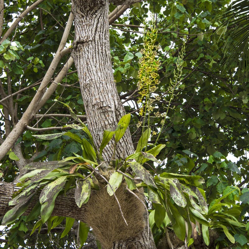 Orquídeas Salvajes En Bosque Tropical Foto de archivo - Imagen de ...
