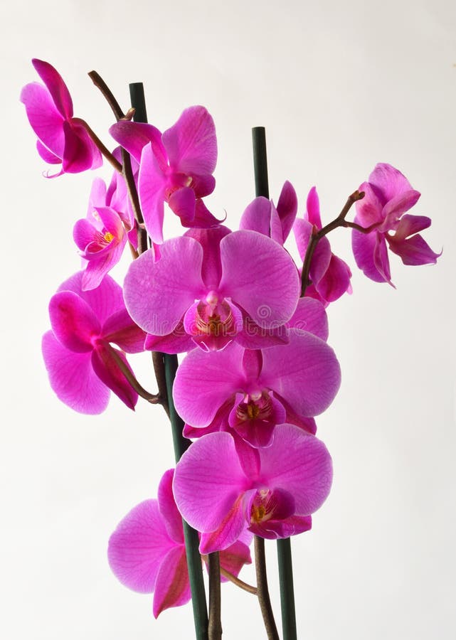 Orqu?dea Rosada Aislada En El Fondo Blanco Imagen de archivo - Imagen ...