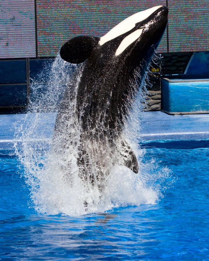 Orque image stock. Image du tueur, amusement, aquarium - 4808303