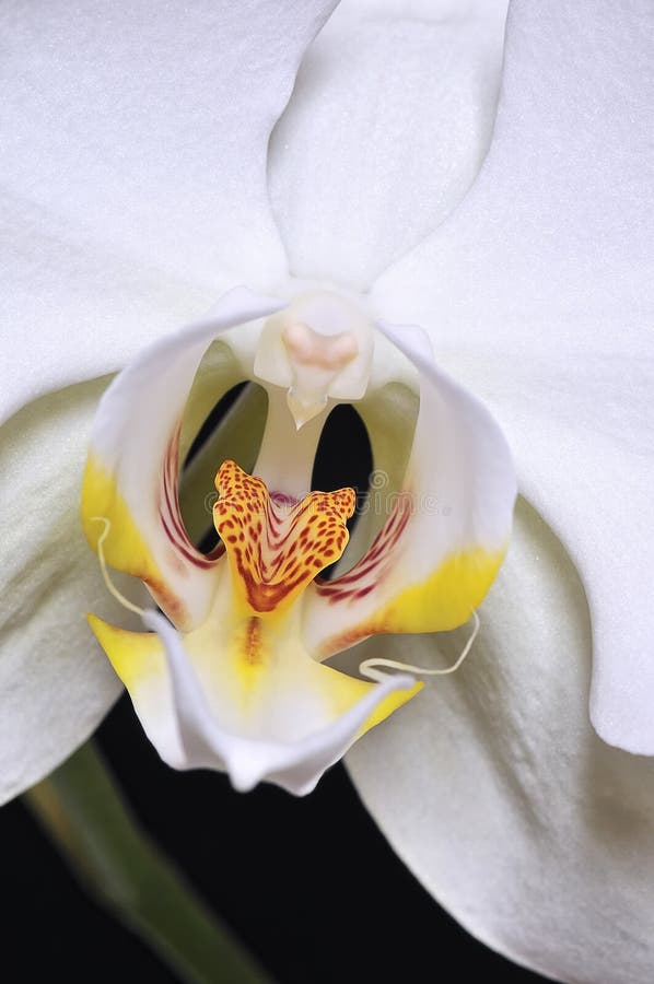 Lady Slipper Orchid, Cypripedioideae Paphiopedilum, in Foreground Stock ...