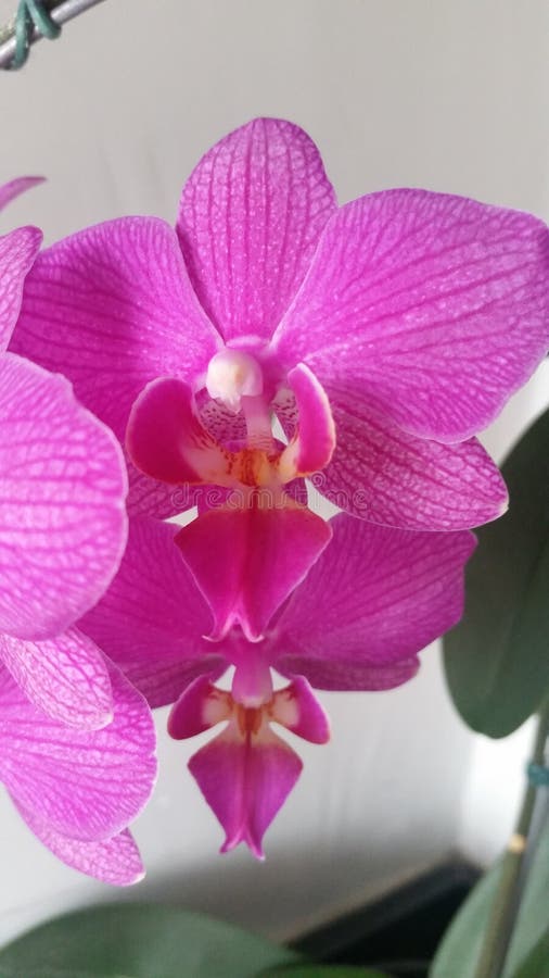 Orquidea stock photo. Image of color, flower, orquidea - 77857194