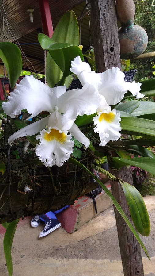 Orquidea stock photo. Image of blanca, flora, white - 105403466