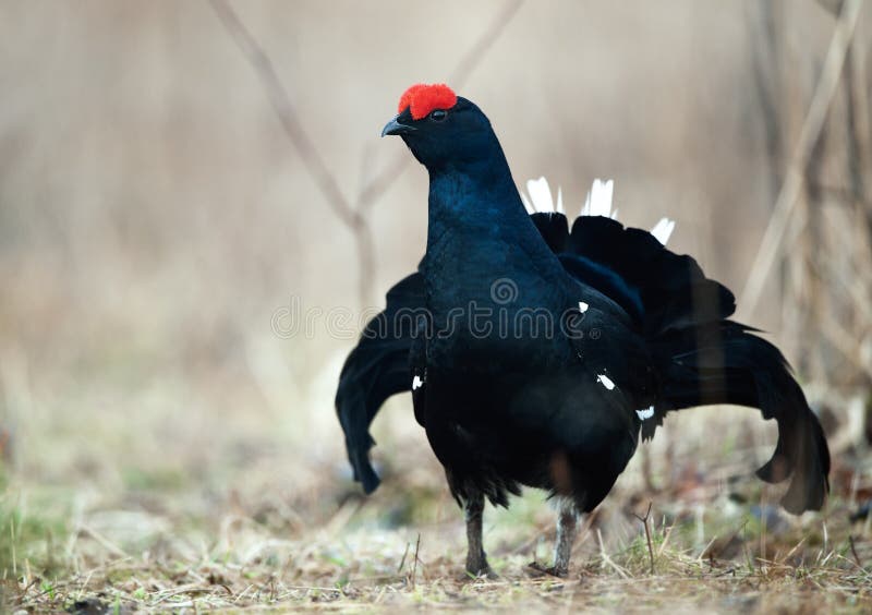 Orre arkivfoto. Bild av trä, grova, fauna, fjäder, tidigt - 25989344