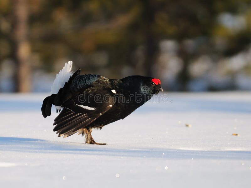 Orre arkivfoto. Bild av vitt, vild, natur, skog, svett - 29404918
