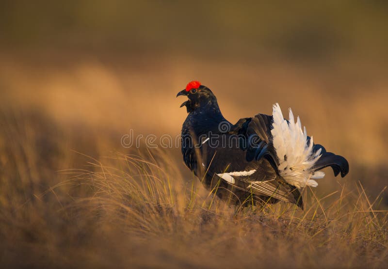 Orre Head Stående För Detalj Orre Tetraotetrix, Lekking Svart Fågel I ...