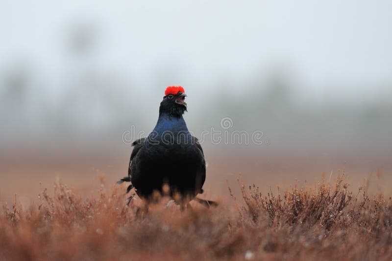 Orre Tetraotetrix, Lekking Trevlig Svart Fågel I Marsklan, Rött ...