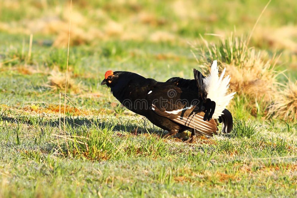 Orre som visar i lek arkivfoto. Bild av svart, lokal - 138104446