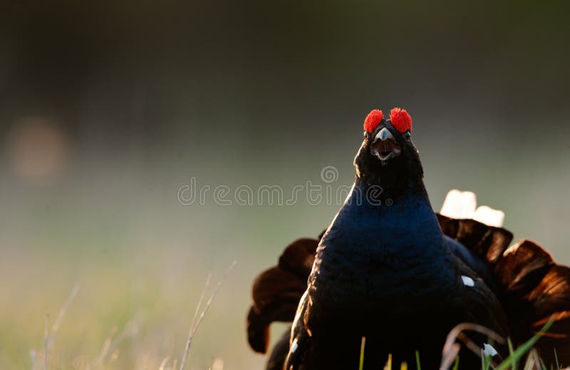 Två Orre, Head Stående För Detalj Orre Tetraotetrix, Lekking Svart ...
